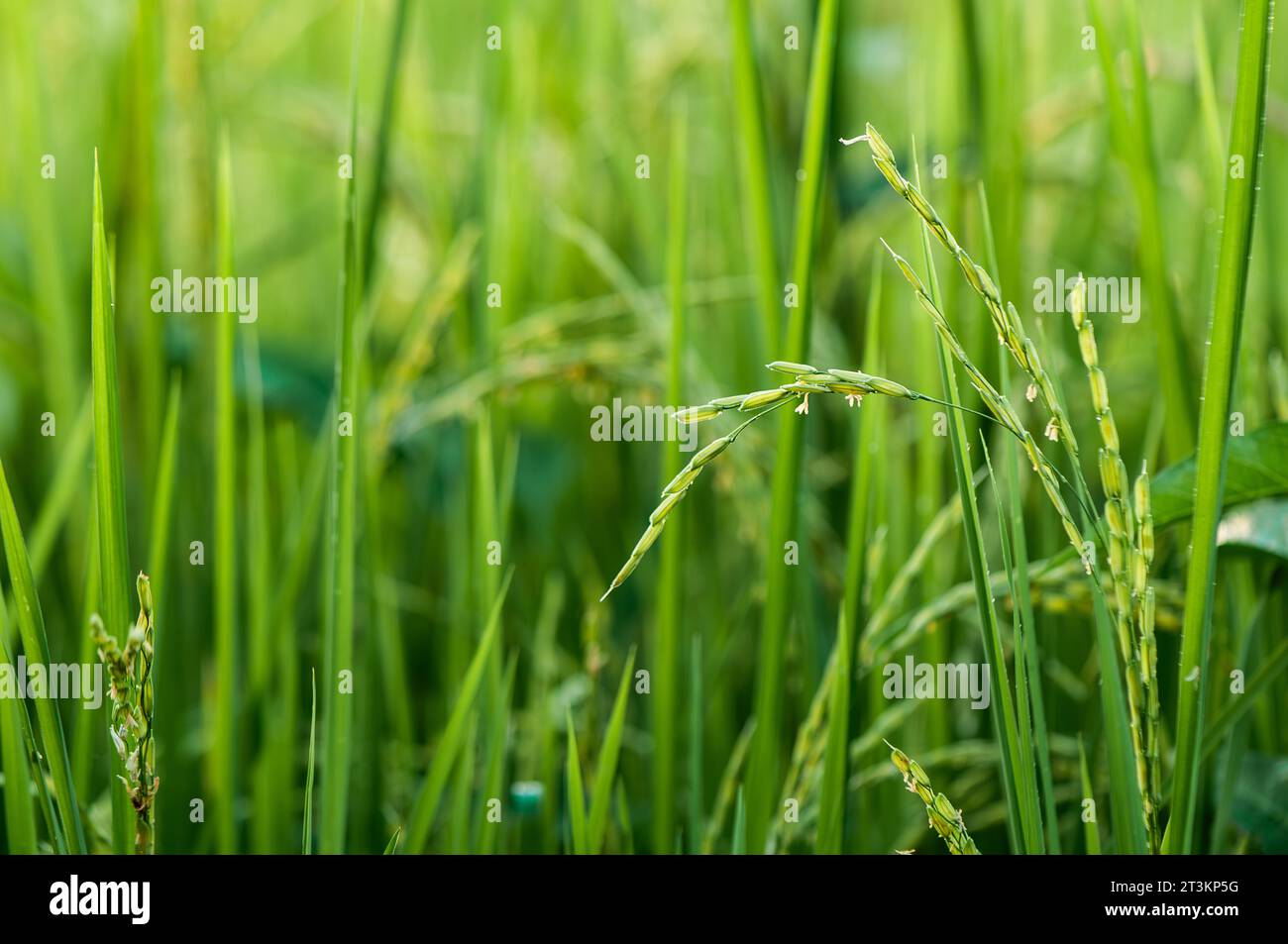 The rice plant with the green ears of rice is growing Stock Photo - Alamy