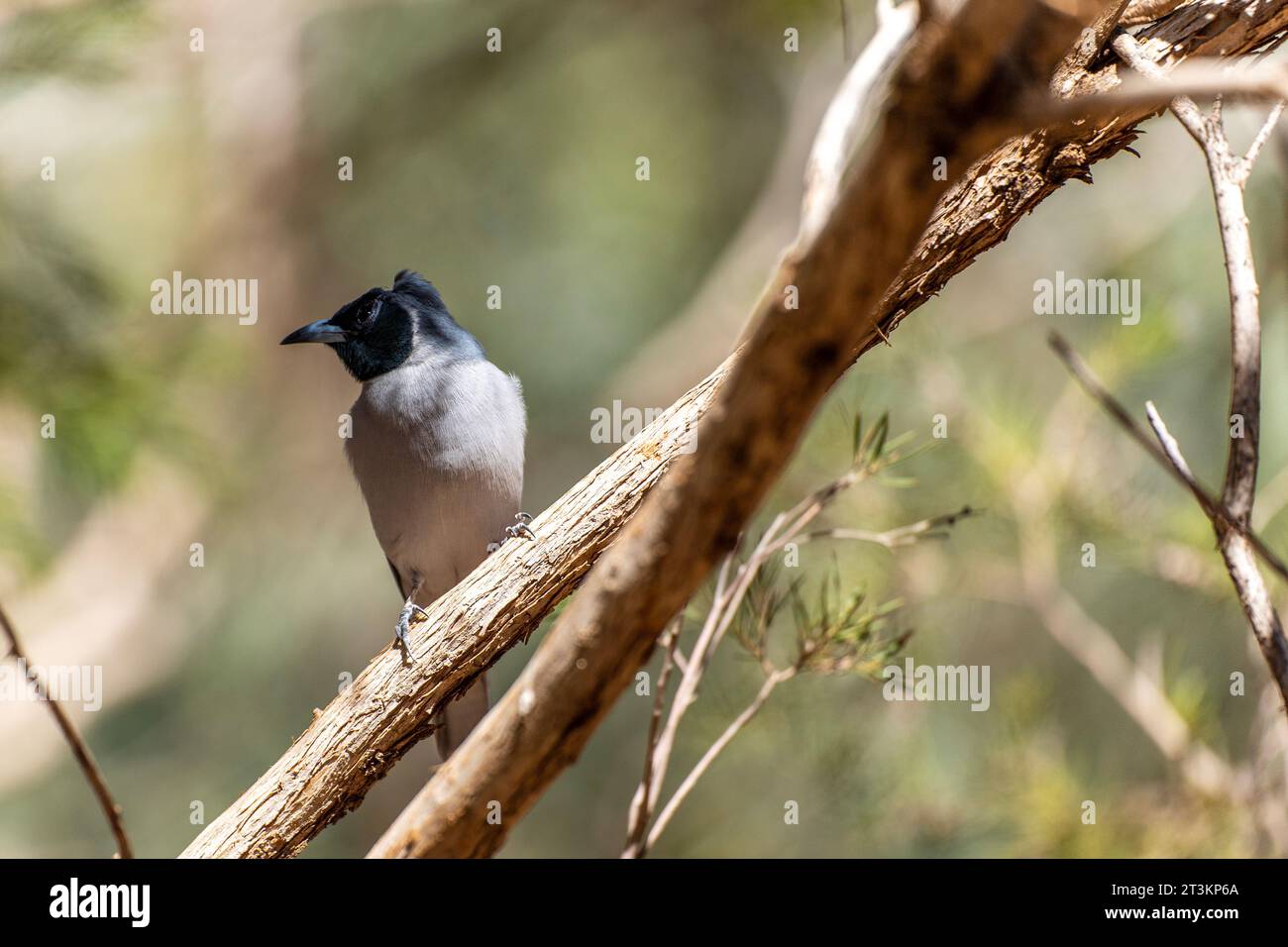 Woodswallow tree hi-res stock photography and images - Alamy