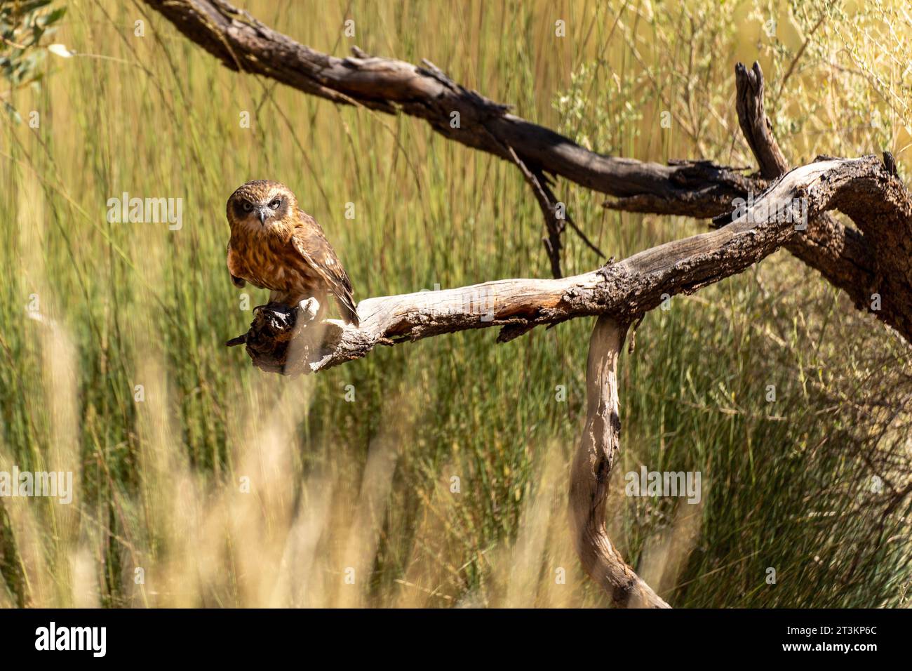 Brown boobook owl bird in hi-res stock photography and images - Alamy