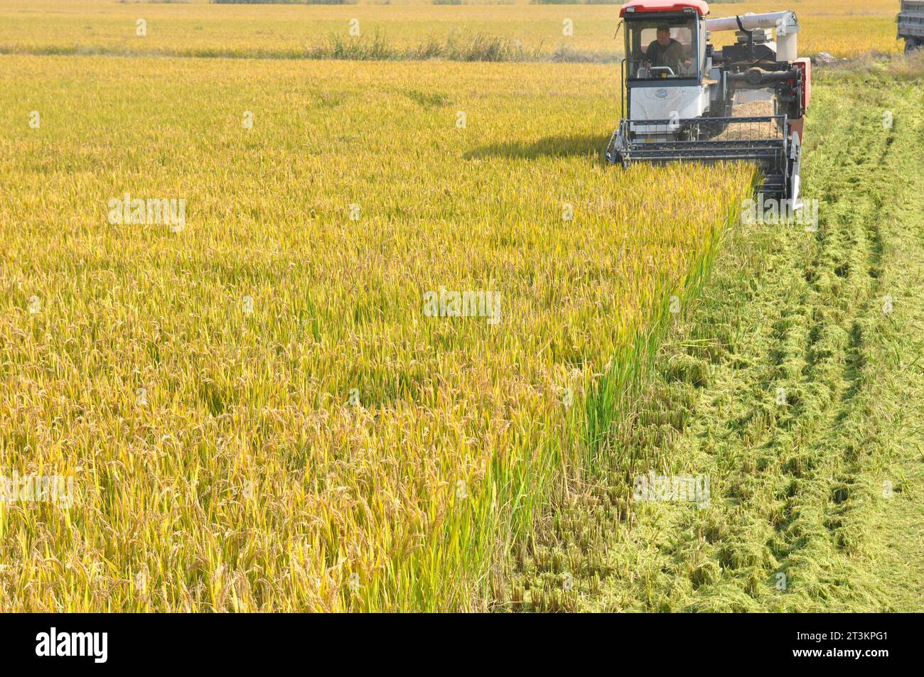 Farmers harvest rice in the field in Donghai County, Lianyungang City ...