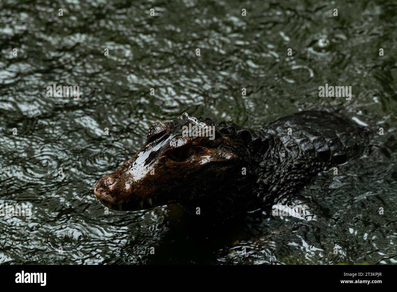 Caiman in the water. The yacare caiman (Caiman yacare), also known ...