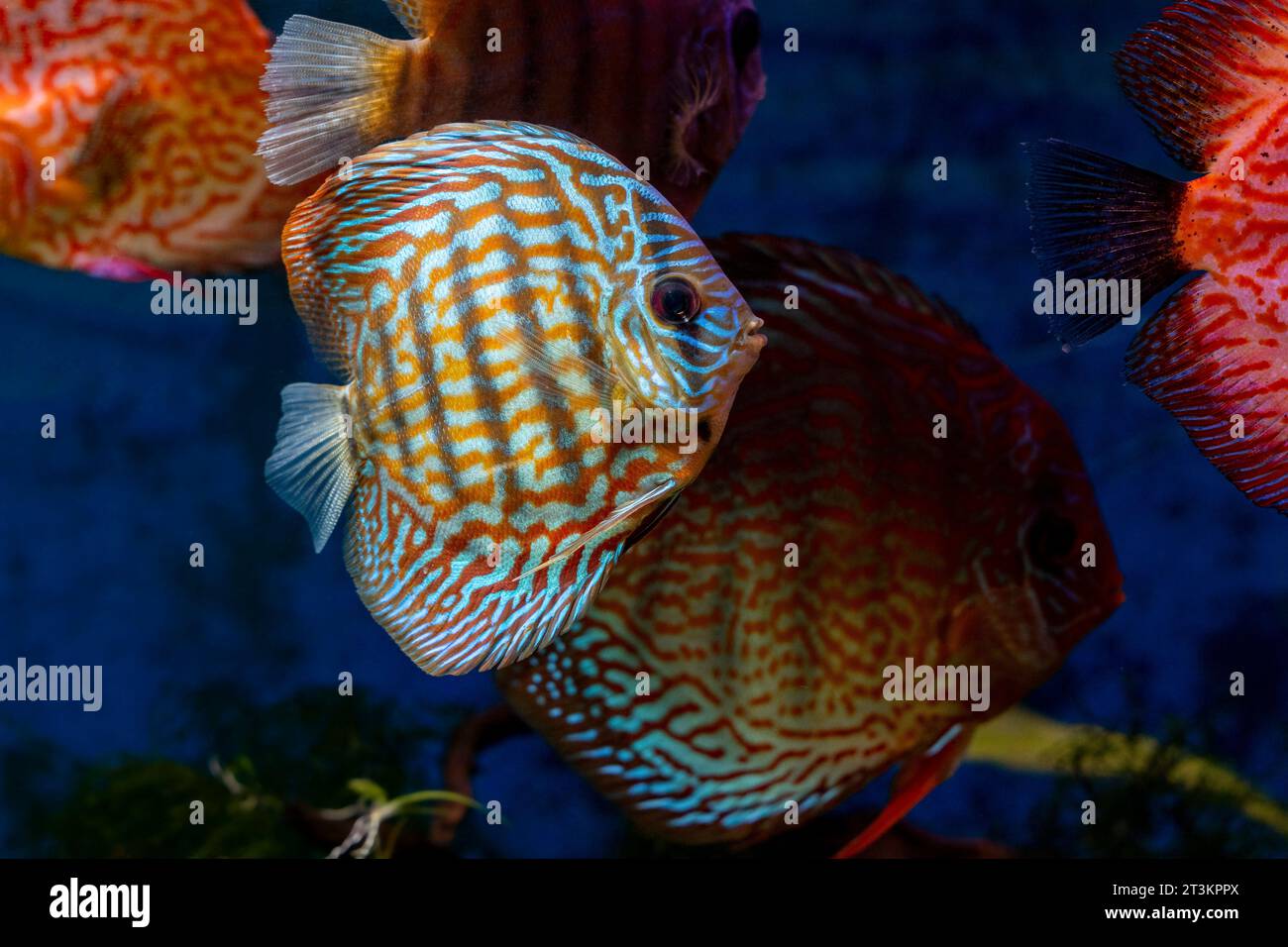 Discus, freshwater fish (genus Symphysodon) in aquarium Stock Photo - Alamy
