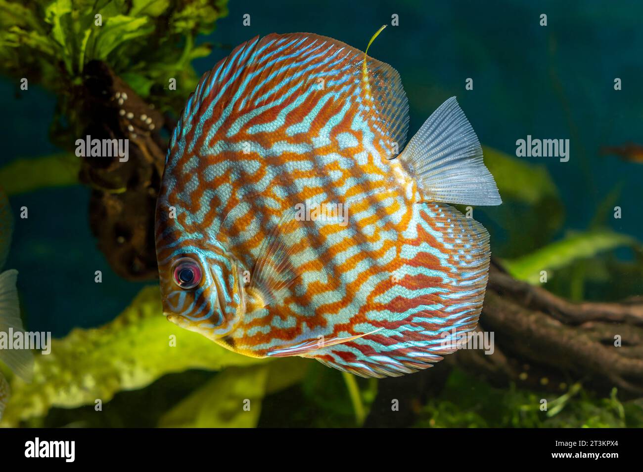 Discus, freshwater fish (genus Symphysodon) in aquarium Stock Photo - Alamy
