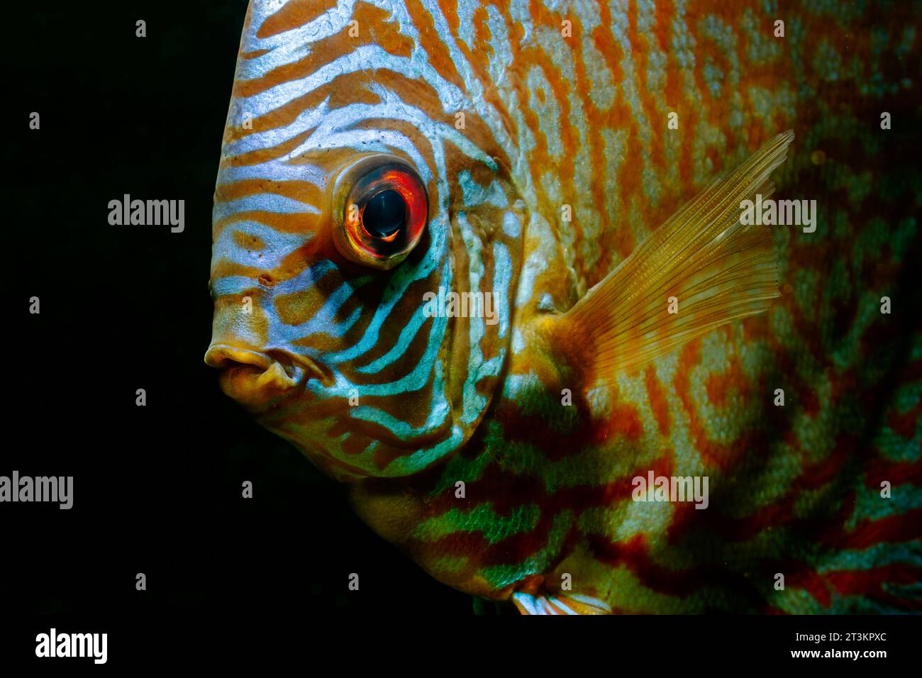 Discus, freshwater fish (genus Symphysodon) in aquarium Stock Photo - Alamy