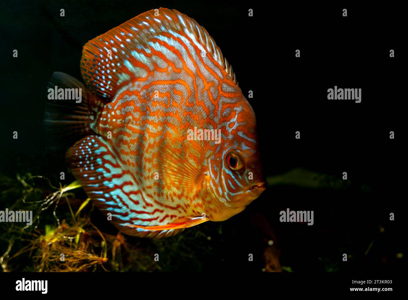 Discus, freshwater fish (genus Symphysodon) in aquarium Stock Photo - Alamy