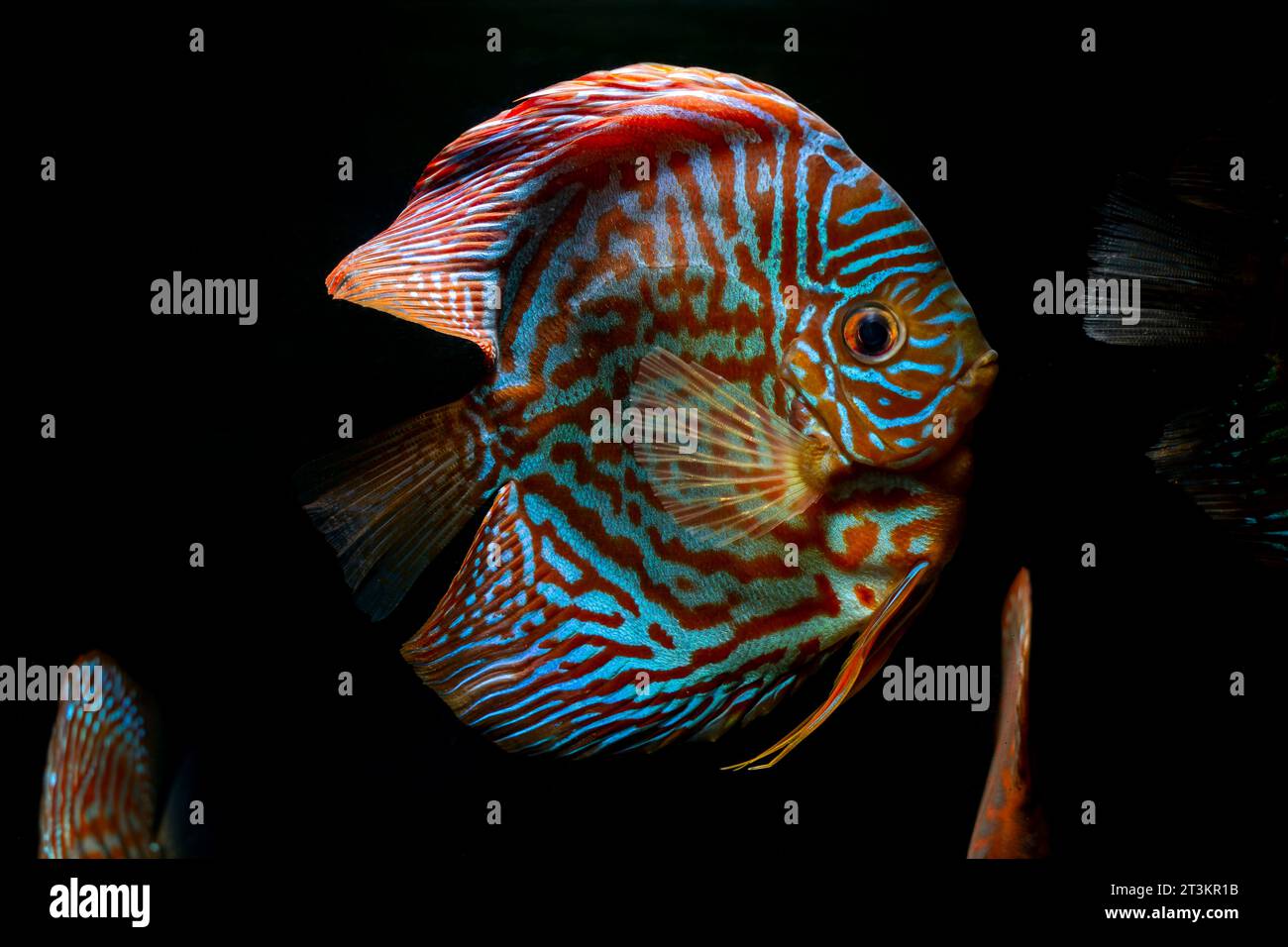 Discus, freshwater fish (genus Symphysodon) in aquarium Stock Photo - Alamy