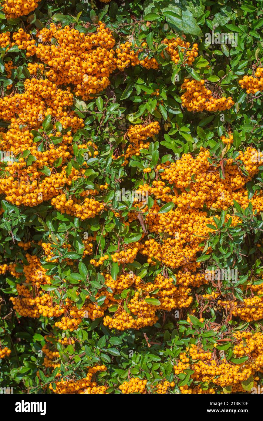 ripe yellow fruits in a hedge of firethorn Stock Photo - Alamy