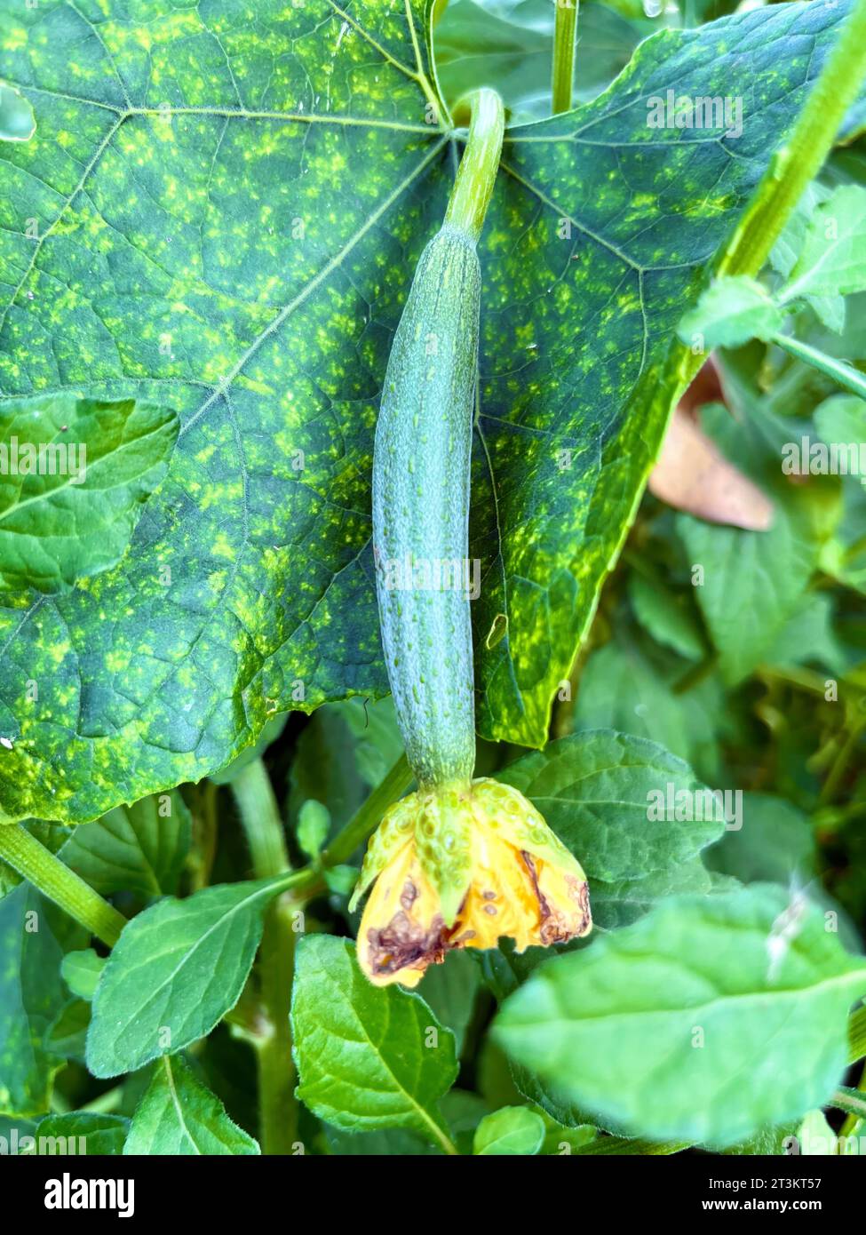 Sponge guard hi-res stock photography and images - Alamy