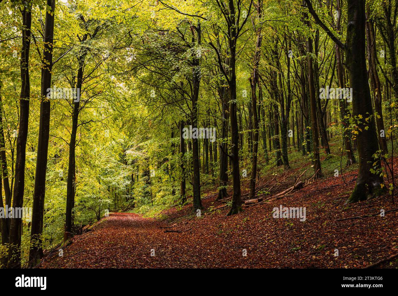 Autumn is coming deep inside Friston Forest on the south downs east ...