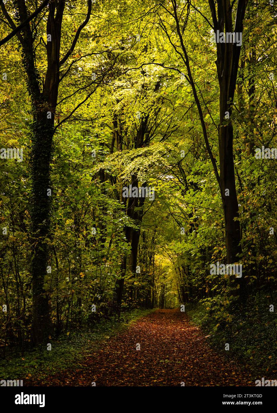 Autumn is coming deep inside Friston Forest on the south downs east ...