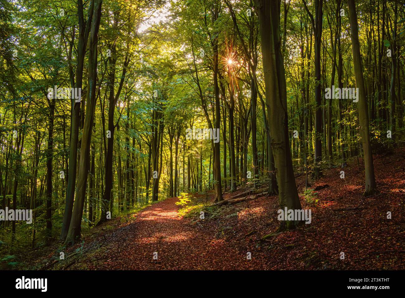 Autumn is coming deep inside Friston Forest on the south downs east ...