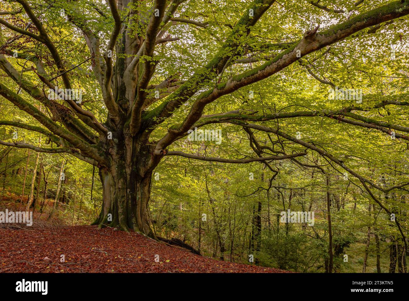 Beautiful large ancient Beech tree in Dallington Forest on the high ...