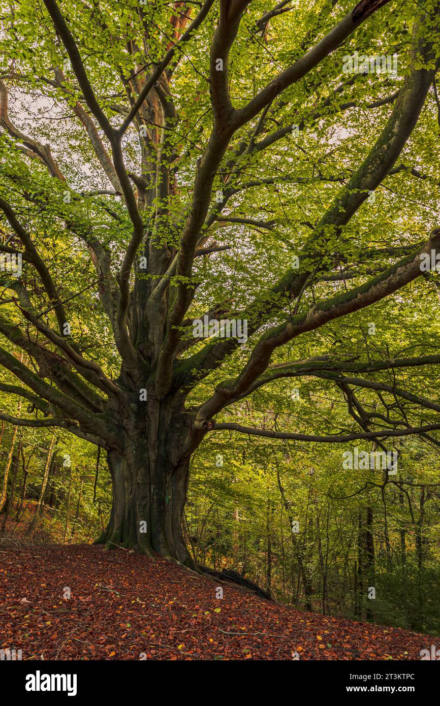 Beautiful large ancient Beech tree in Dallington Forest on the high ...