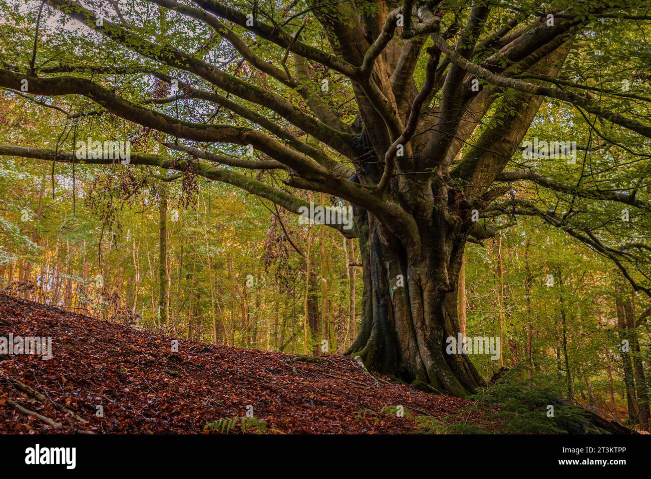 Beautiful large ancient Beech tree in Dallington Forest on the high ...