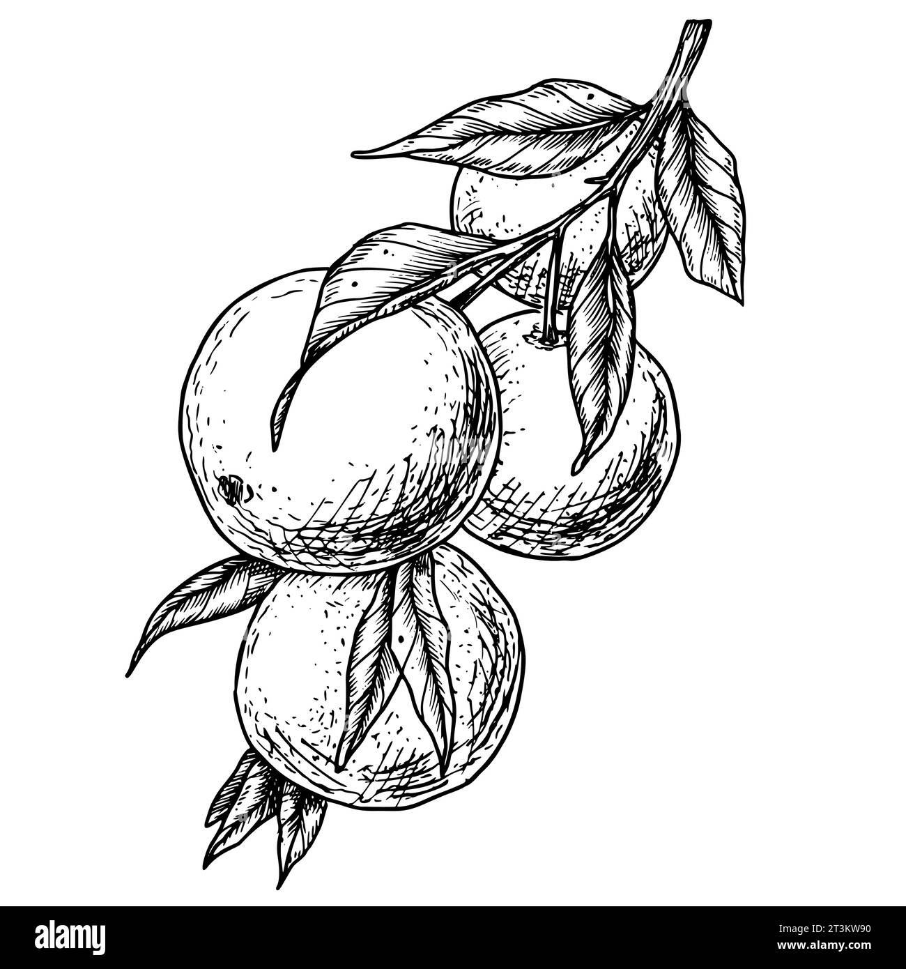 Orange Fruit Branch. Hand drawn vector illustration of citrus Food on ...