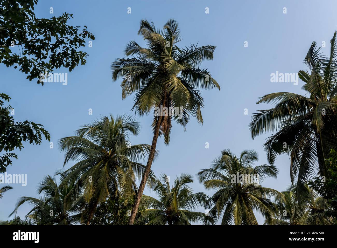 coconut trees palms against the blue sky of India Stock Photo - Alamy