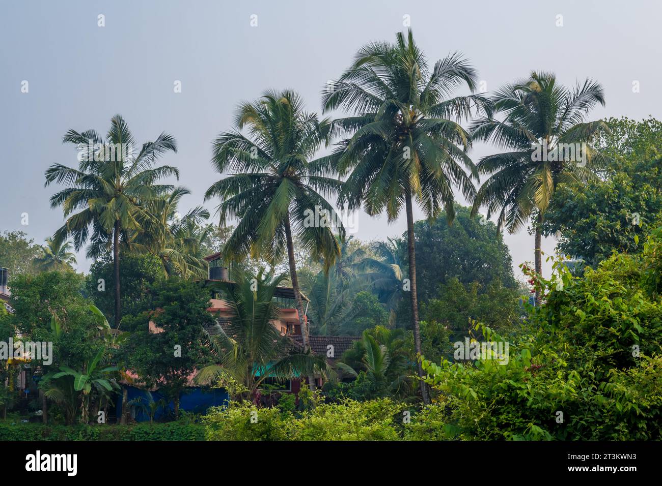 coconut trees palms against the blue sky of India Stock Photo - Alamy