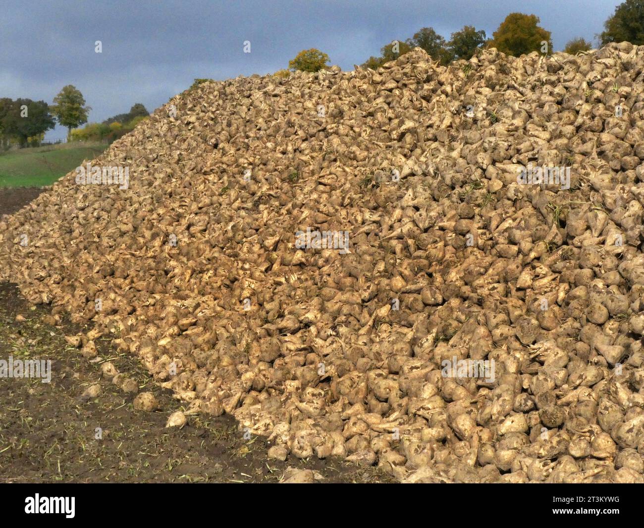 Zuckerruebe hi-res stock photography and images - Alamy