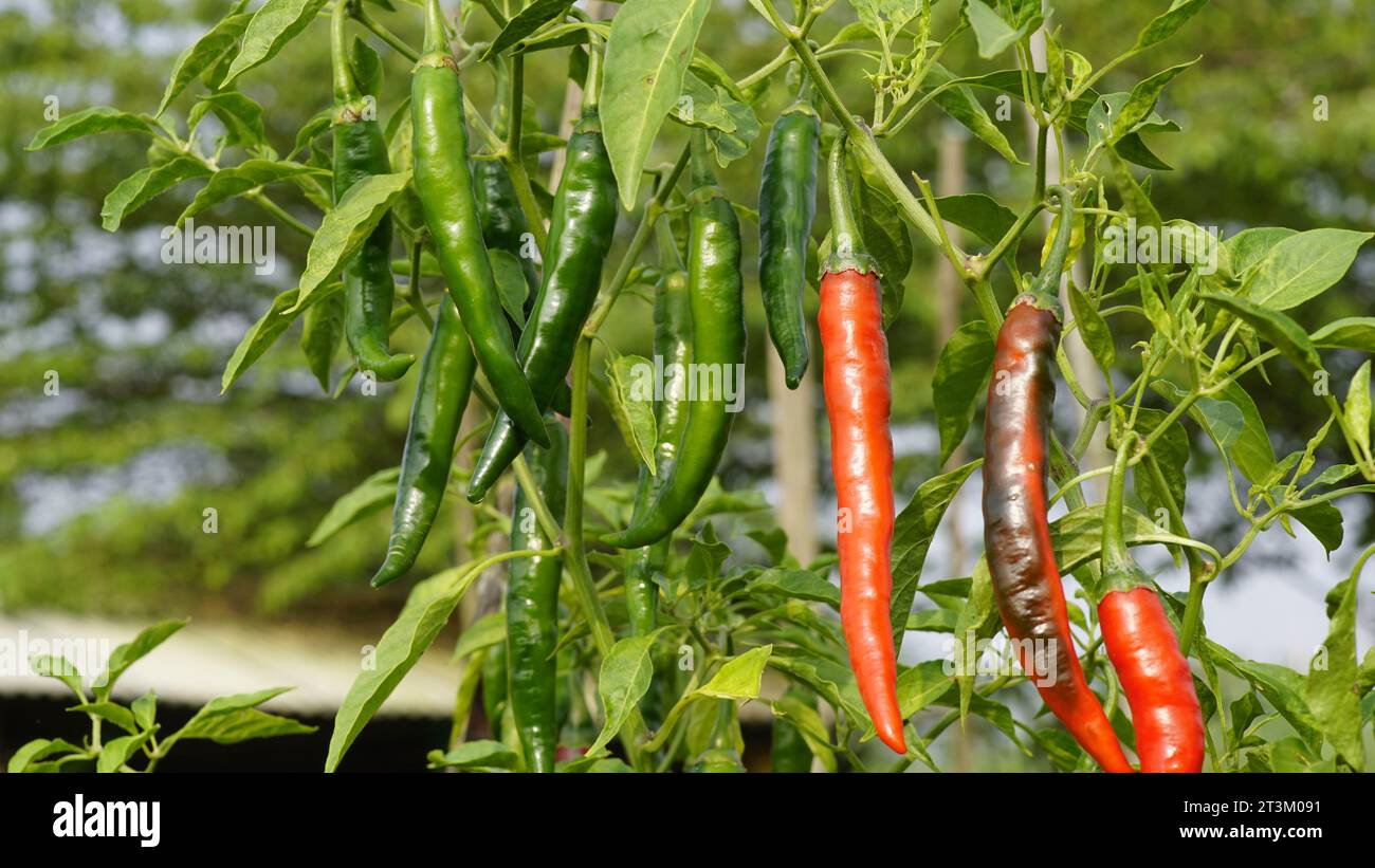 Capsicum annuum also known as Cayenne pepper plant are in gardens with ...