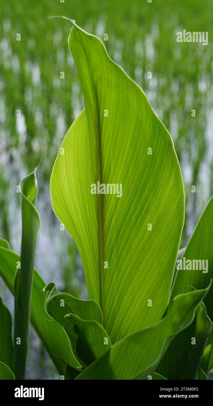 The leaf shoots of the Curcuma zanthorrhiza plant are funnel-shaped ...