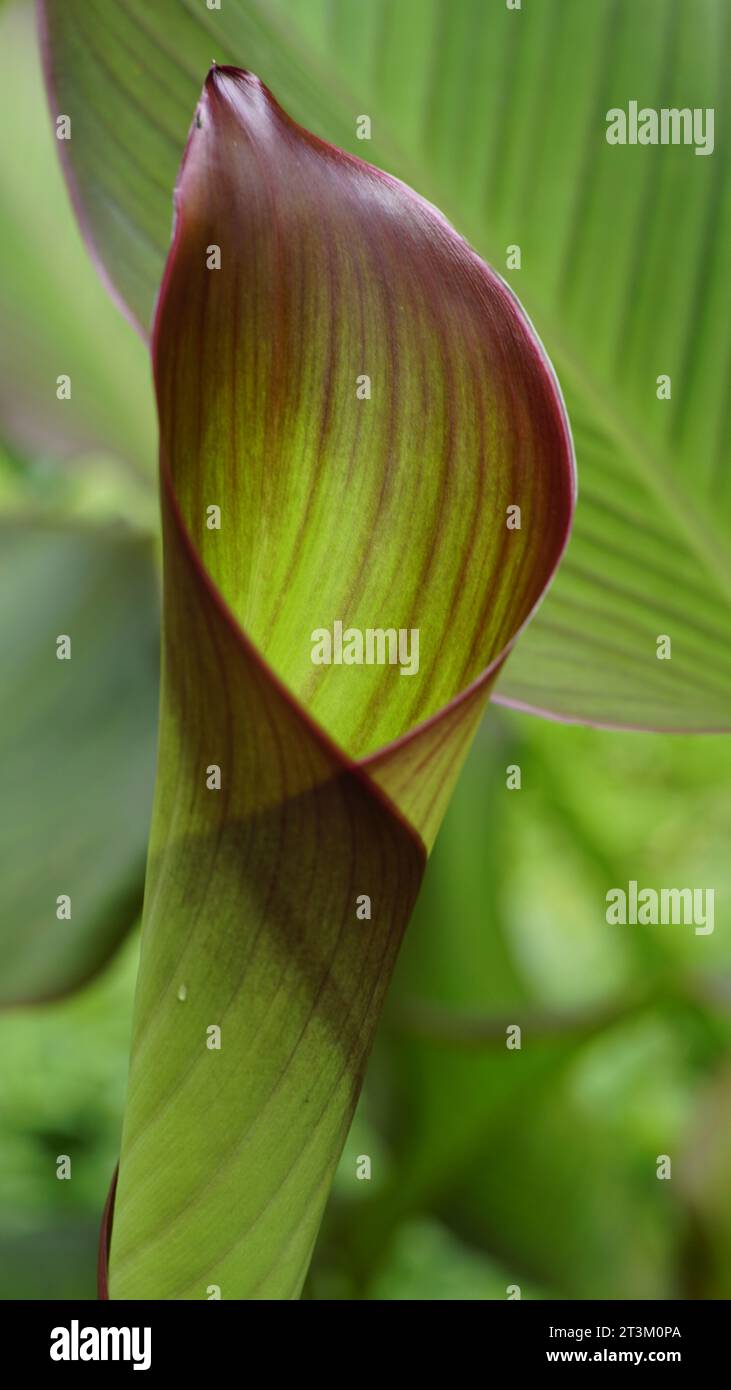 The leaves of the Canna discolor plant are funnel-shaped, green with ...
