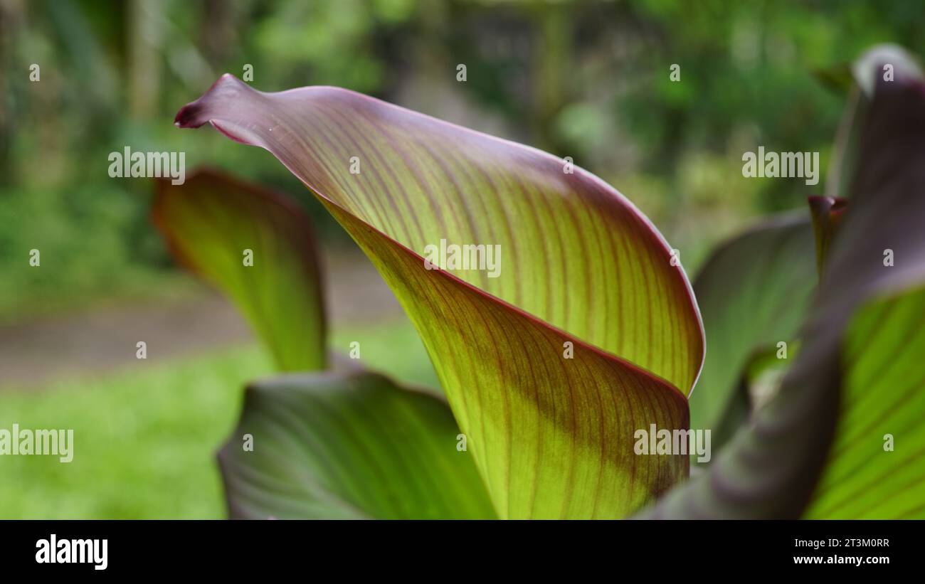 The leaves of the Canna discolor plant are funnel-shaped, green with ...