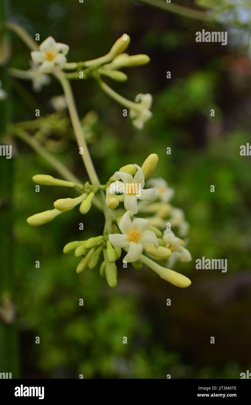 Male flower the papaya carica papaya hi-res stock photography and ...