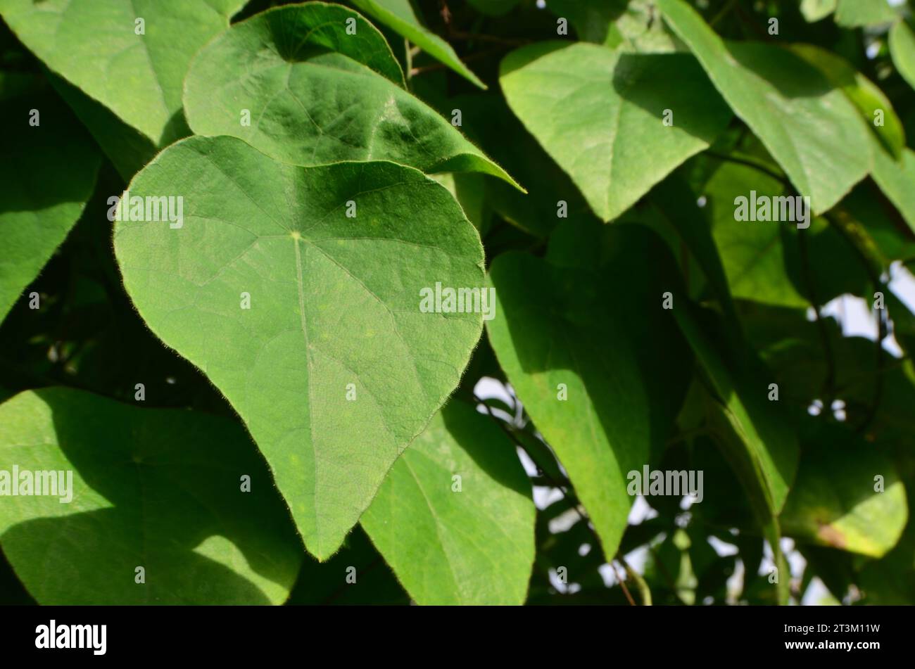 Cyclea barbata has heart-shaped leaves with fine, dense hairs on the ...