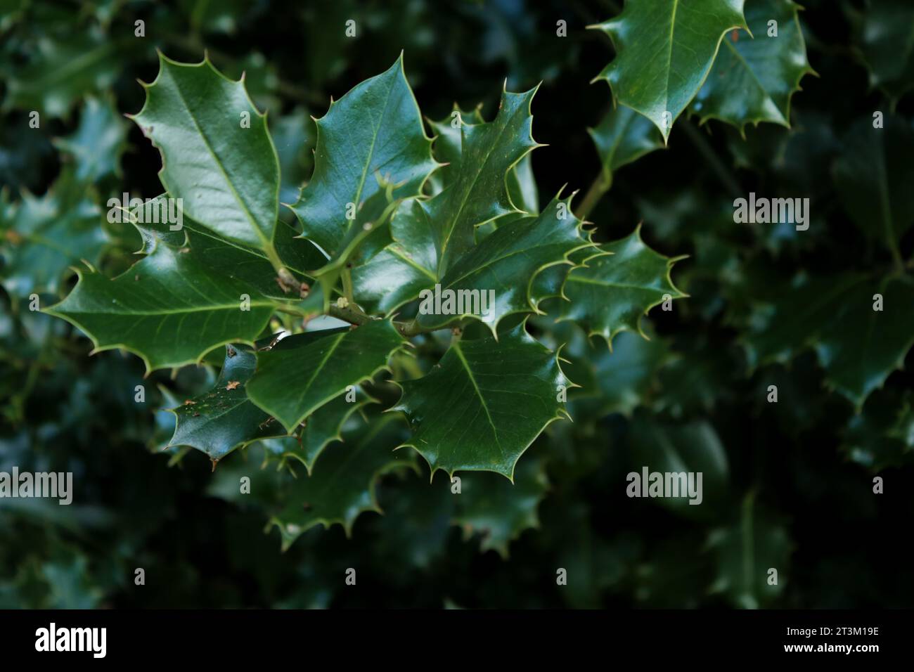 Evergreen boughs green leaves hi-res stock photography and images - Alamy