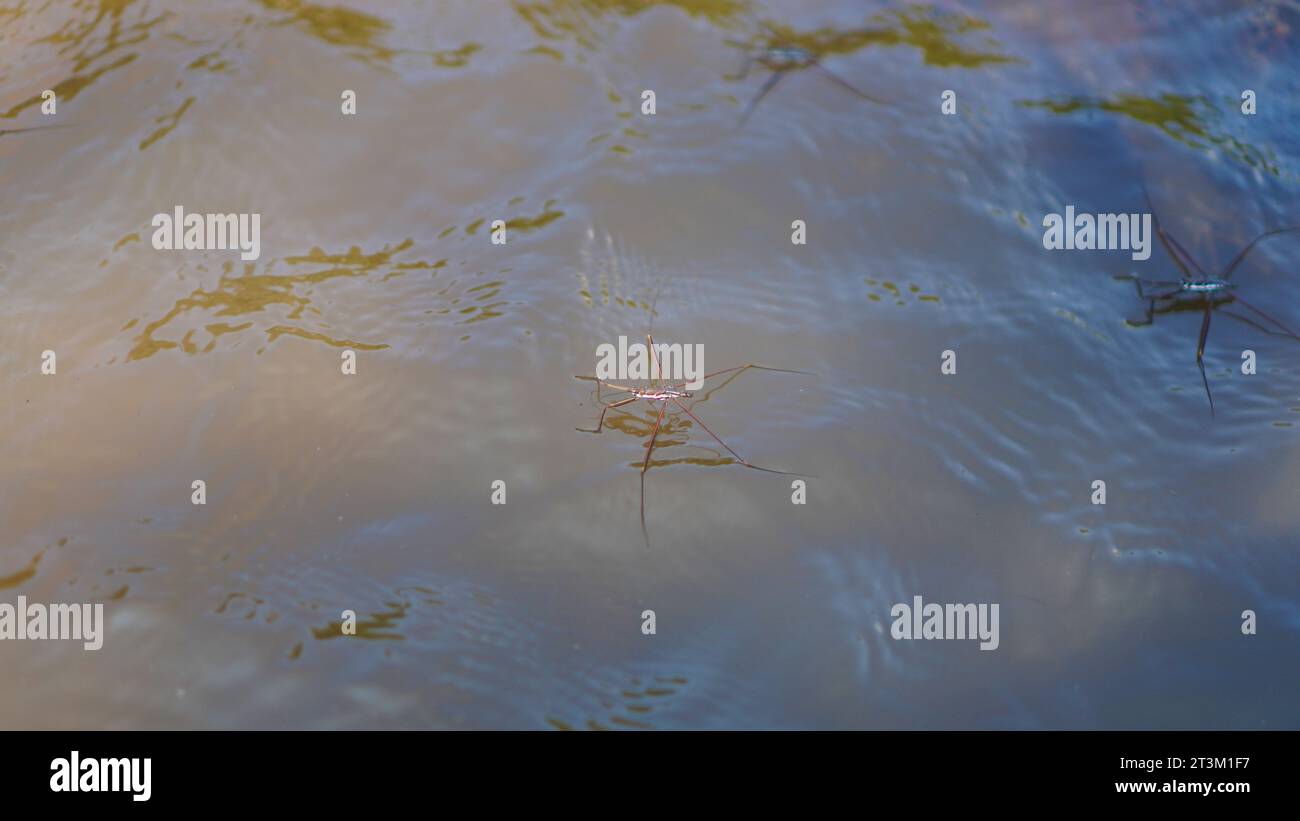 Aquarius remigis, also known as the water strider, is on the surface of ...