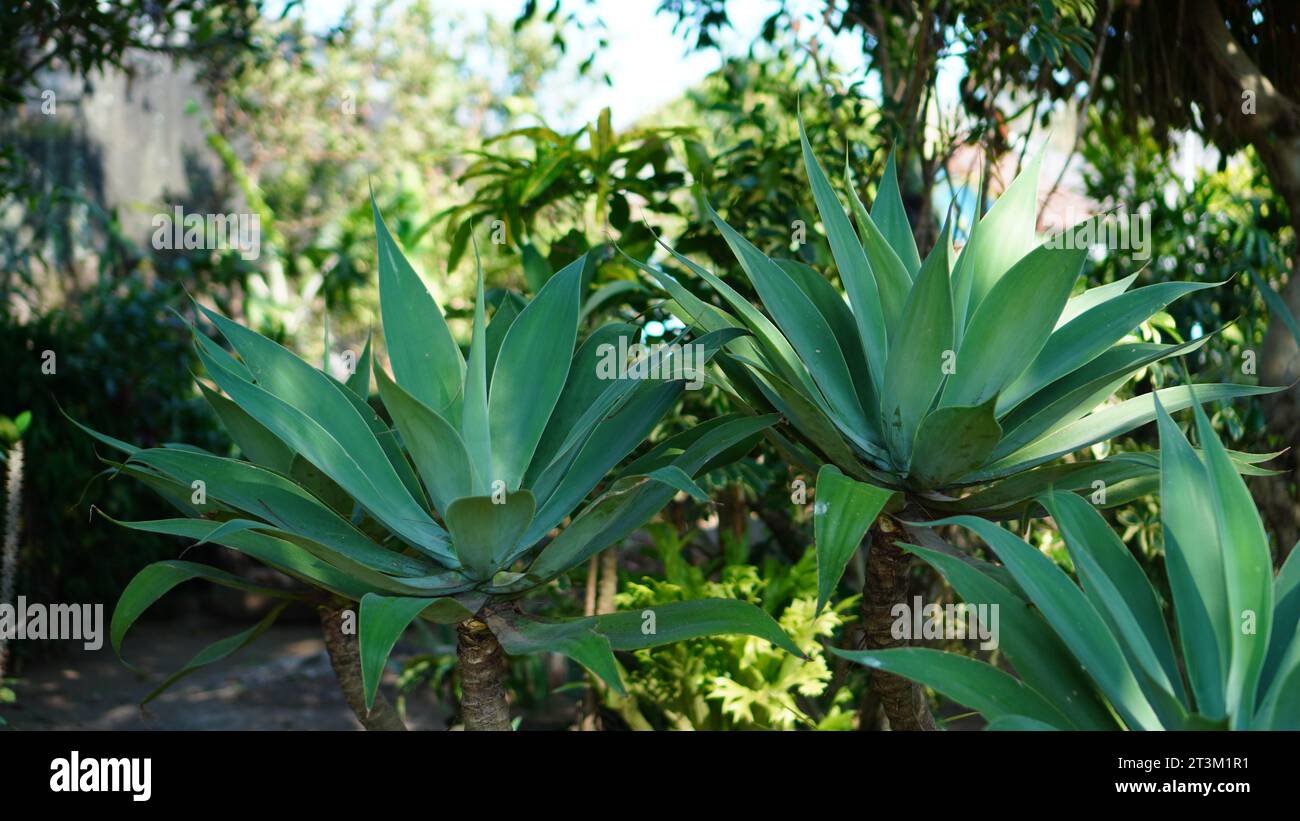 Agave attenuata, sharp sword-shaped leaves form a bright green crown ...