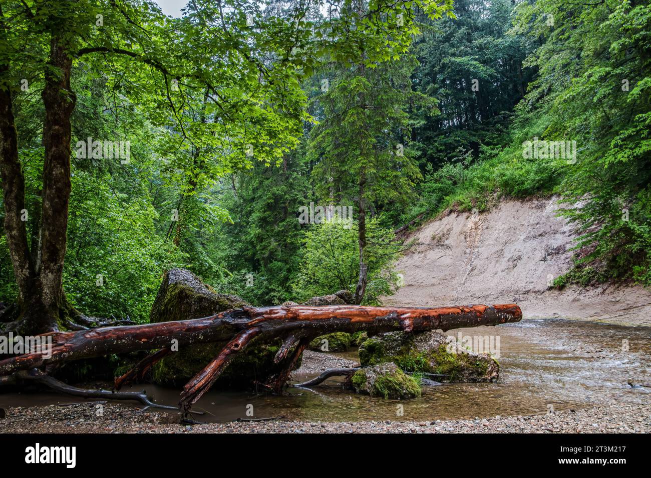 Natural landscape and vegetation in the Eistobel gorge, in the nature ...
