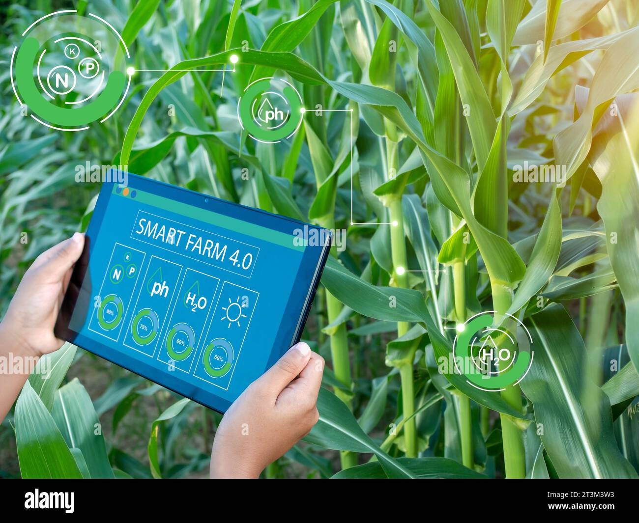 Smart Farming with IoT. Growing Corn Seedlings with Infographics. Smart ...