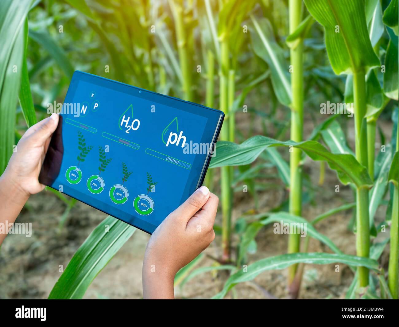 Smart Farming with IoT. Growing Corn Seedlings with Infographics. Smart ...