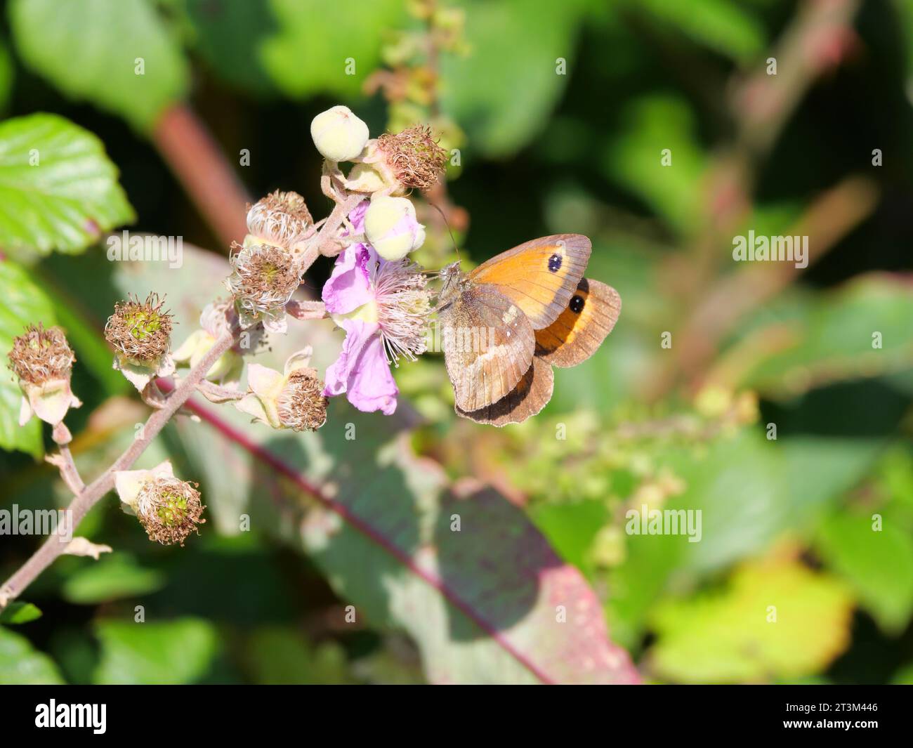 Gatekeeper or hedge brown (Pyronia tithonus) butterfly from the family ...