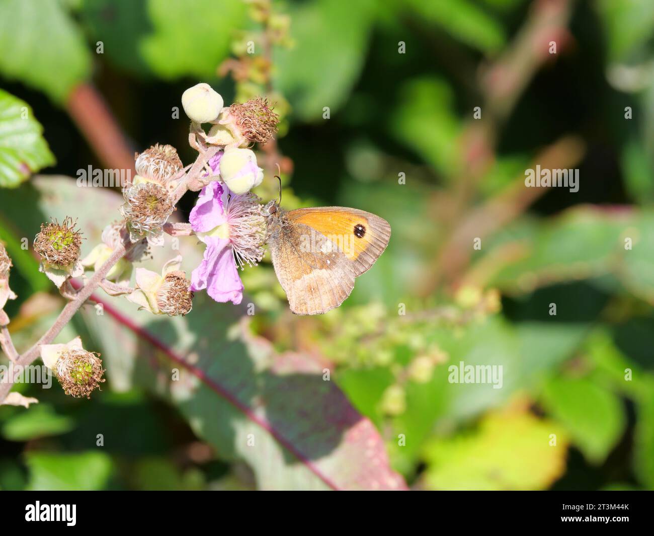 Gatekeeper or hedge brown (Pyronia tithonus) butterfly from the family ...