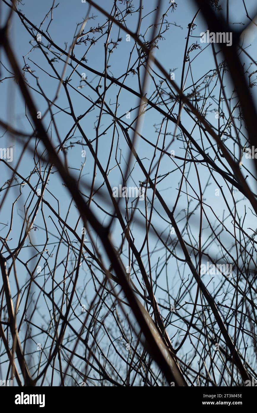 Vine branches without leaves against hi-res stock photography and ...