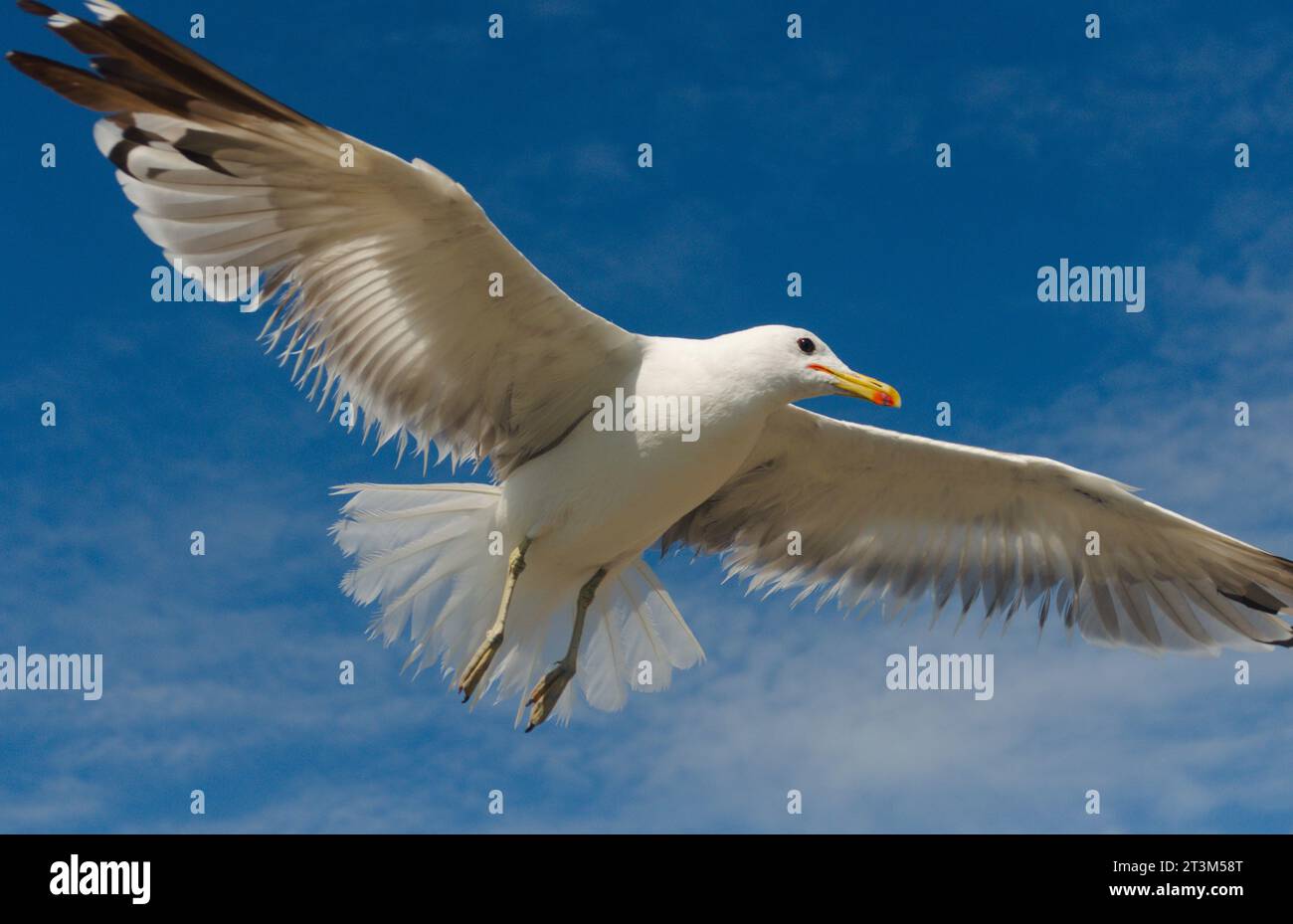 A seagull flying overhead on a summer's day in Marina Park Public Beach ...
