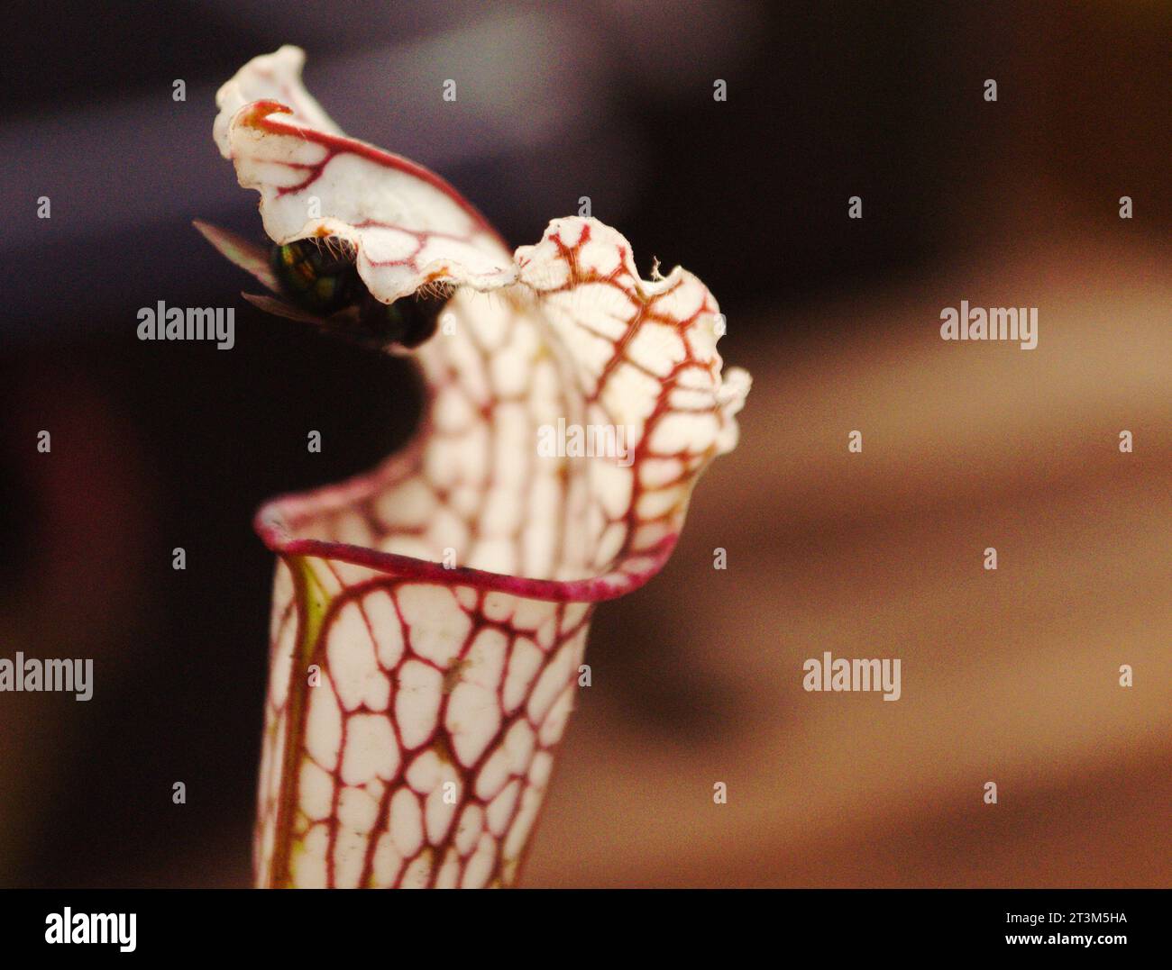 Sarracenia leucophylla pitcher plant hi-res stock photography and ...