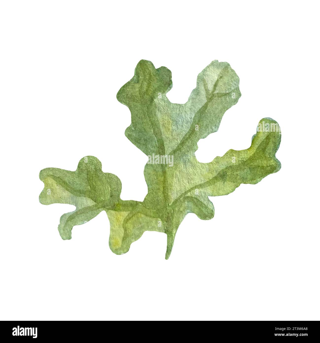 Watercolor seaweed isolated on white Stock Photo - Alamy