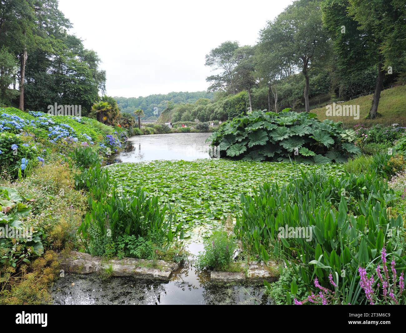 Flowering hydrangea bushes in Trebah Garden, Cornwall, England Stock ...