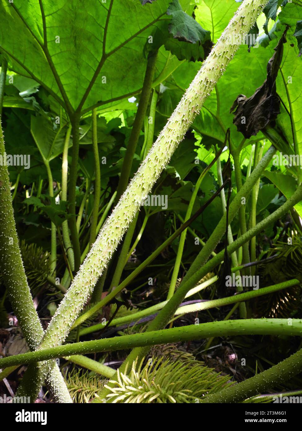 Spiny petioles of the redwood leaf Gunnera manicata in a park in ...