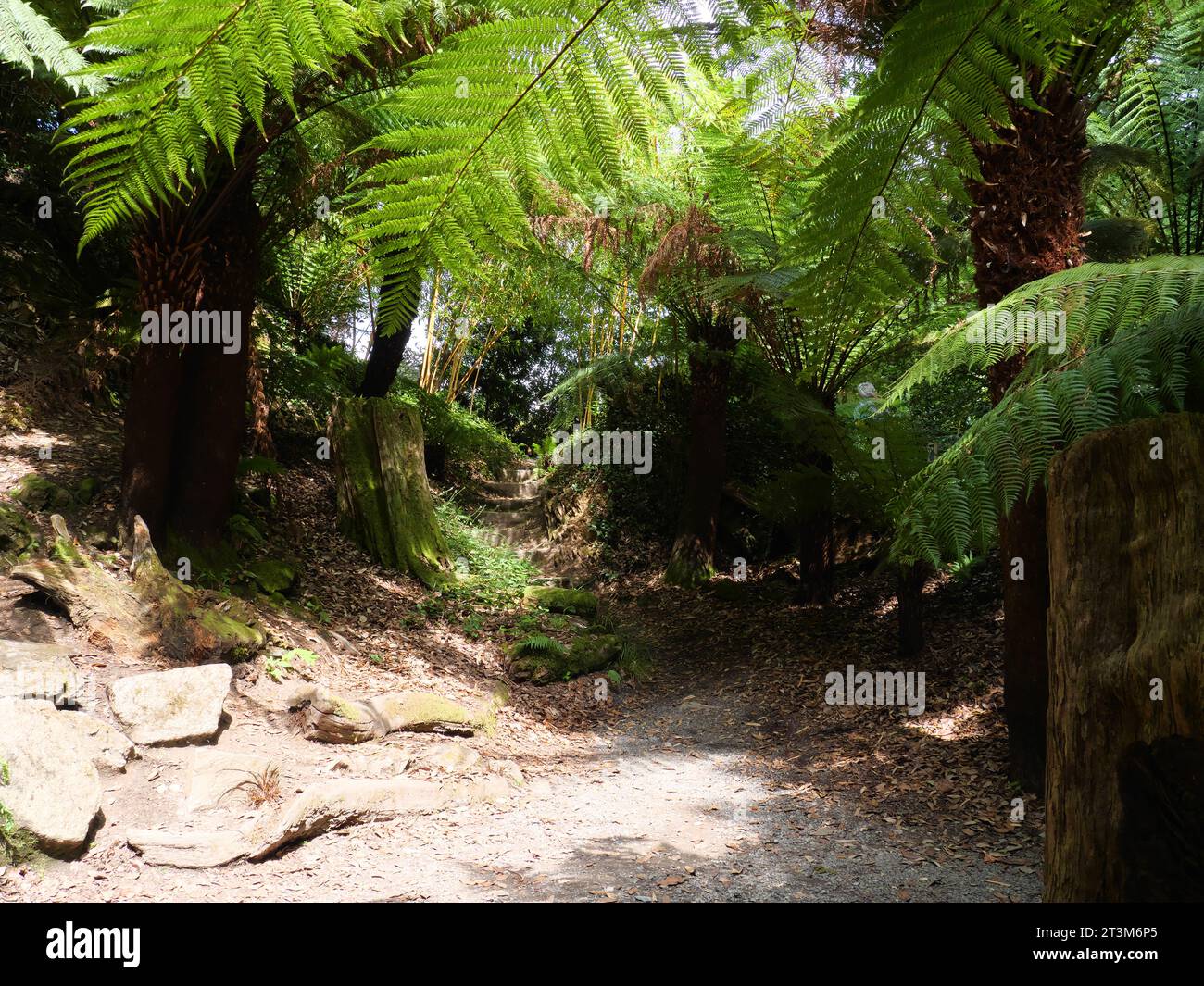 Walking path under tree ferns and tropical vegetation in Trebah Garden ...