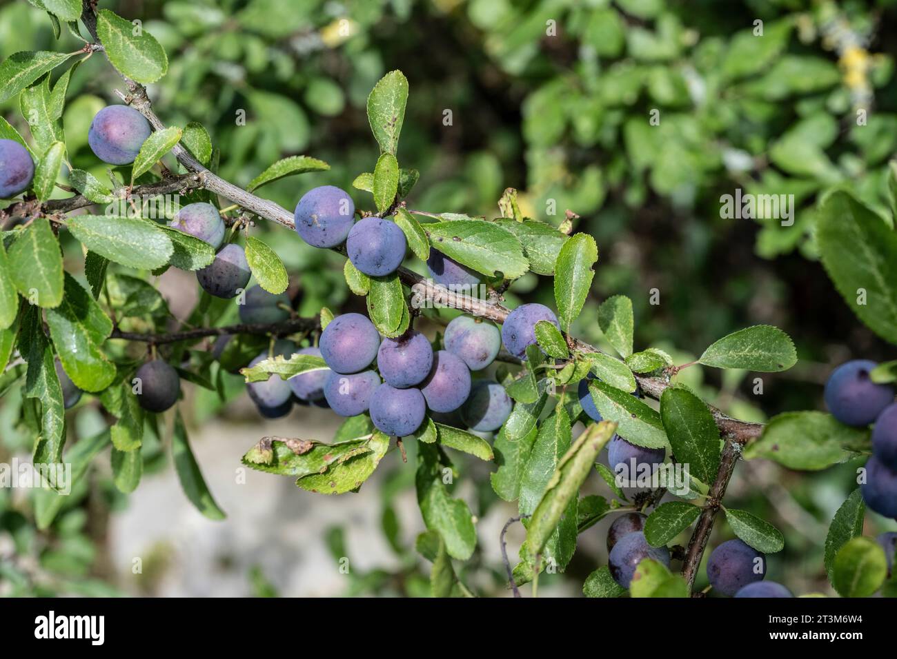 Prunus spinosa hedge hi-res stock photography and images - Alamy