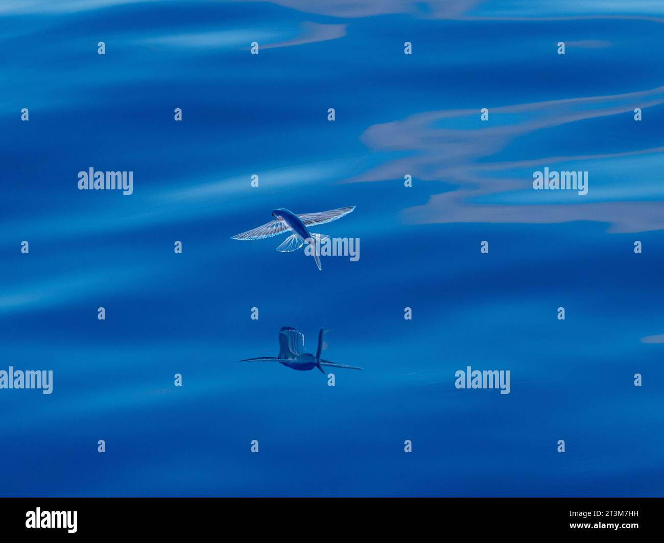 Flying fish, exocoetidae, on glassy seas off the north coast of New ...