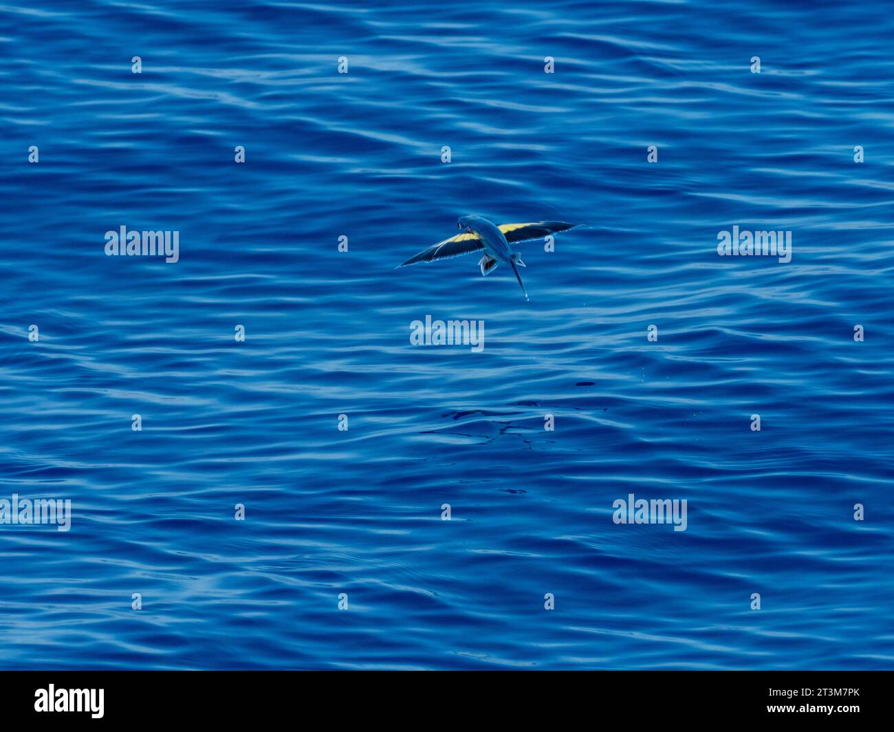 Flying fish, exocoetidae, on glassy seas off the north coast of New ...
