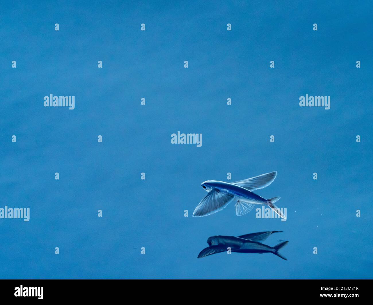 Flying fish, exocoetidae, on glassy seas off the north coast of New ...