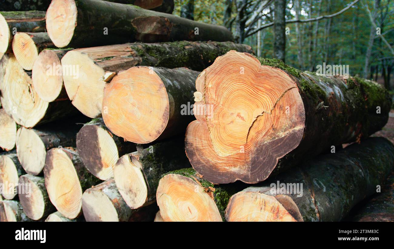 stack of cut logs in the woods Stock Photo - Alamy