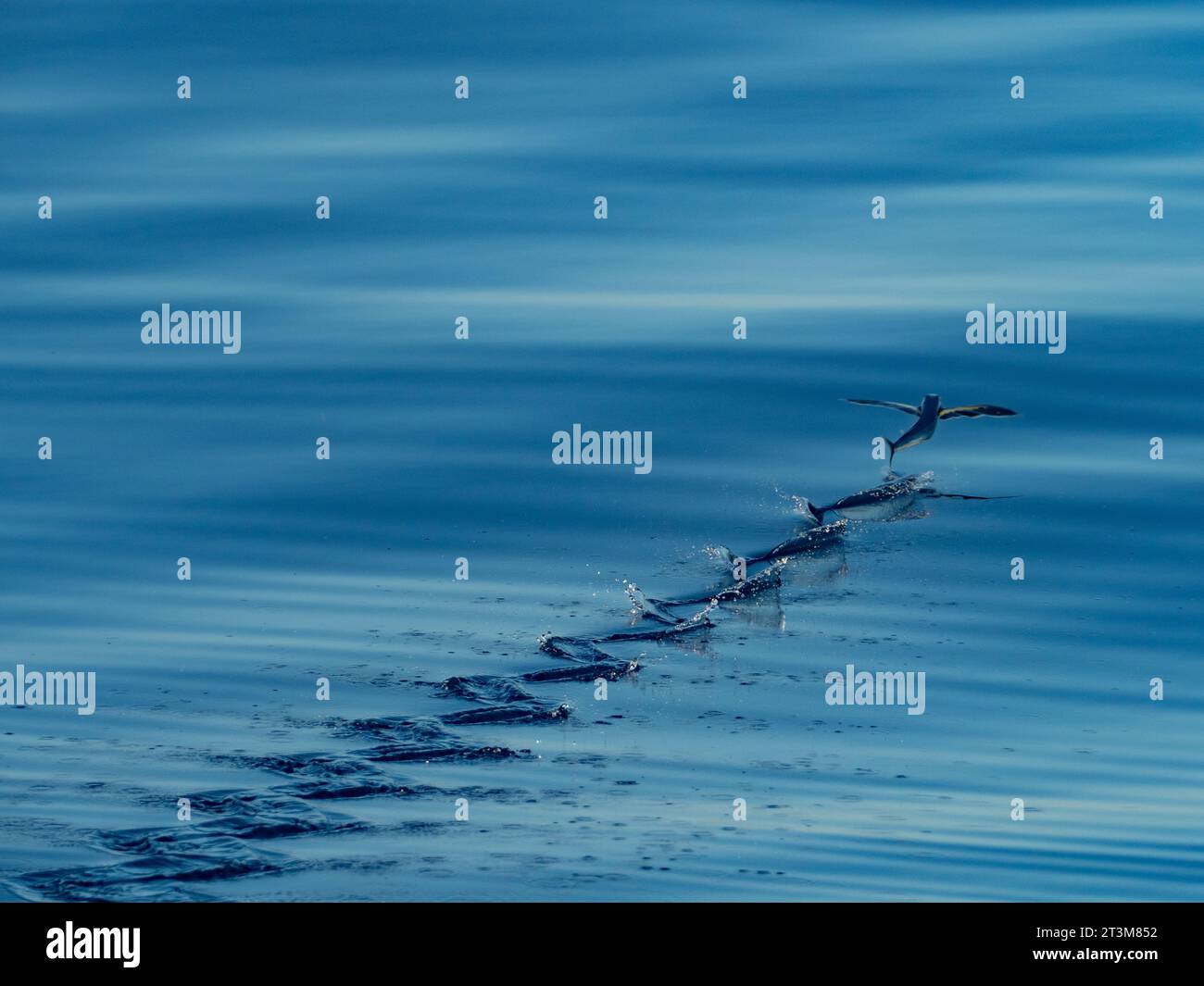 Papua new guinea png wildlife hi-res stock photography and images - Alamy