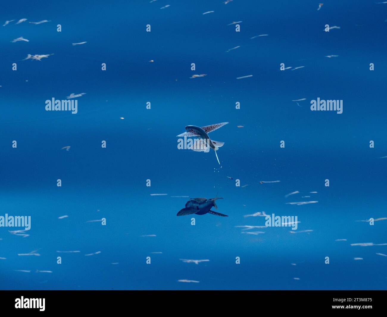 Flying fish, exocoetidae, on glassy seas off the north coast of New ...